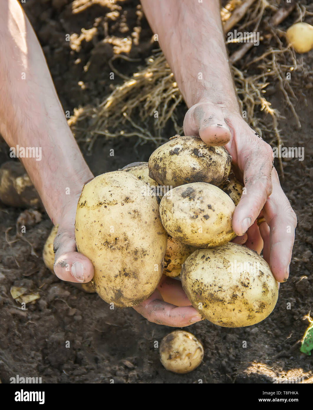 organic homemade vegetables in the hands of male potatoes. food Stock ...