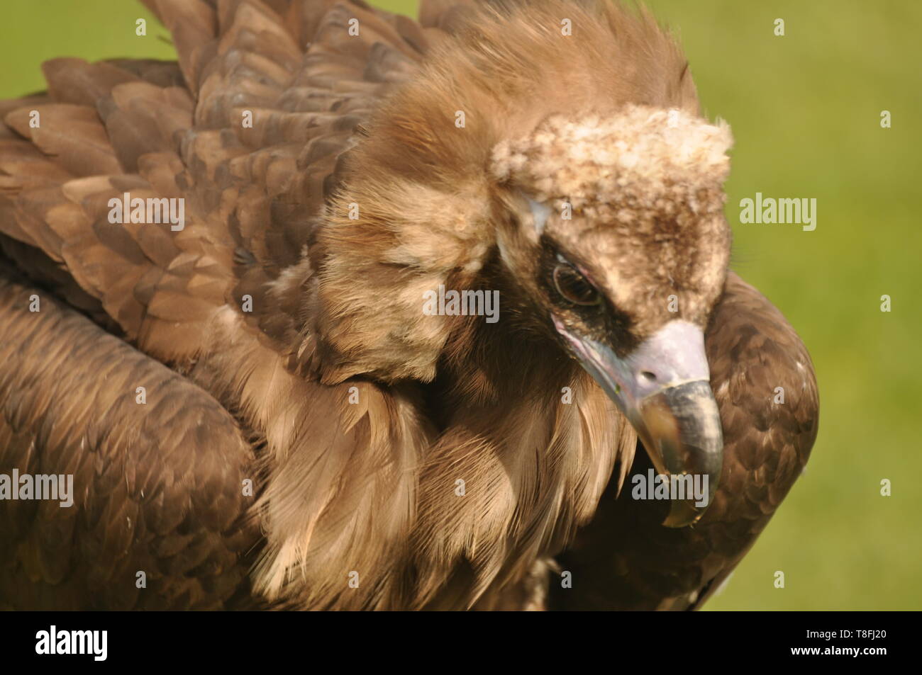 A young eagle in a reservation in Europe Stock Photo - Alamy