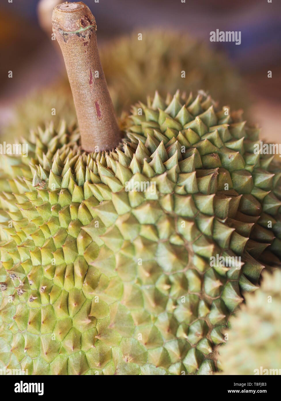 durian Thai fruit have Sharp thorn Stock Photo - Alamy