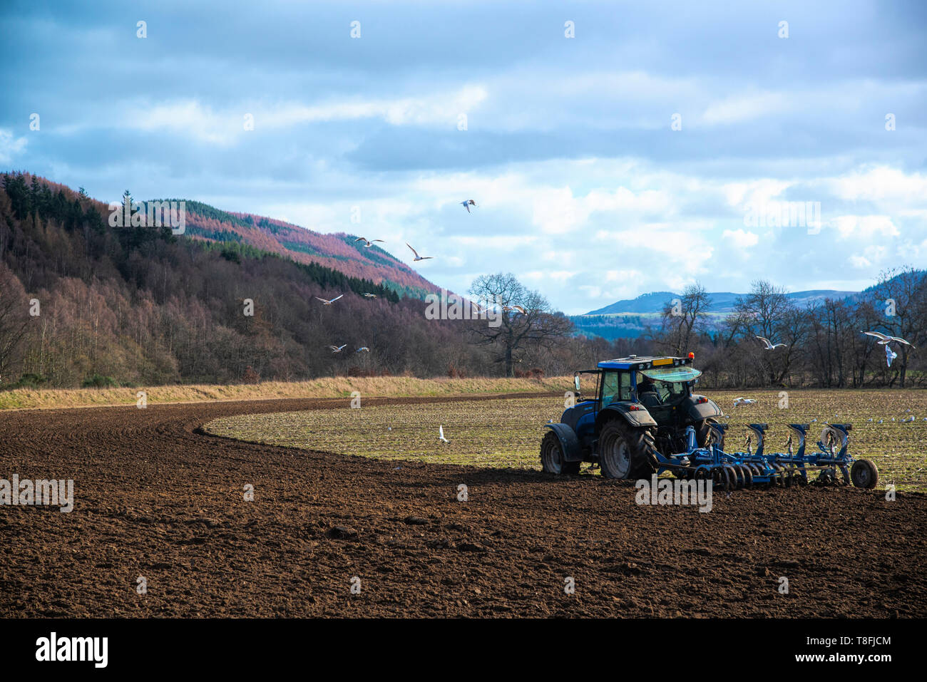 Farmer in Tractor, Working Arable Land, Perthshire, Scotland, UK Stock ...