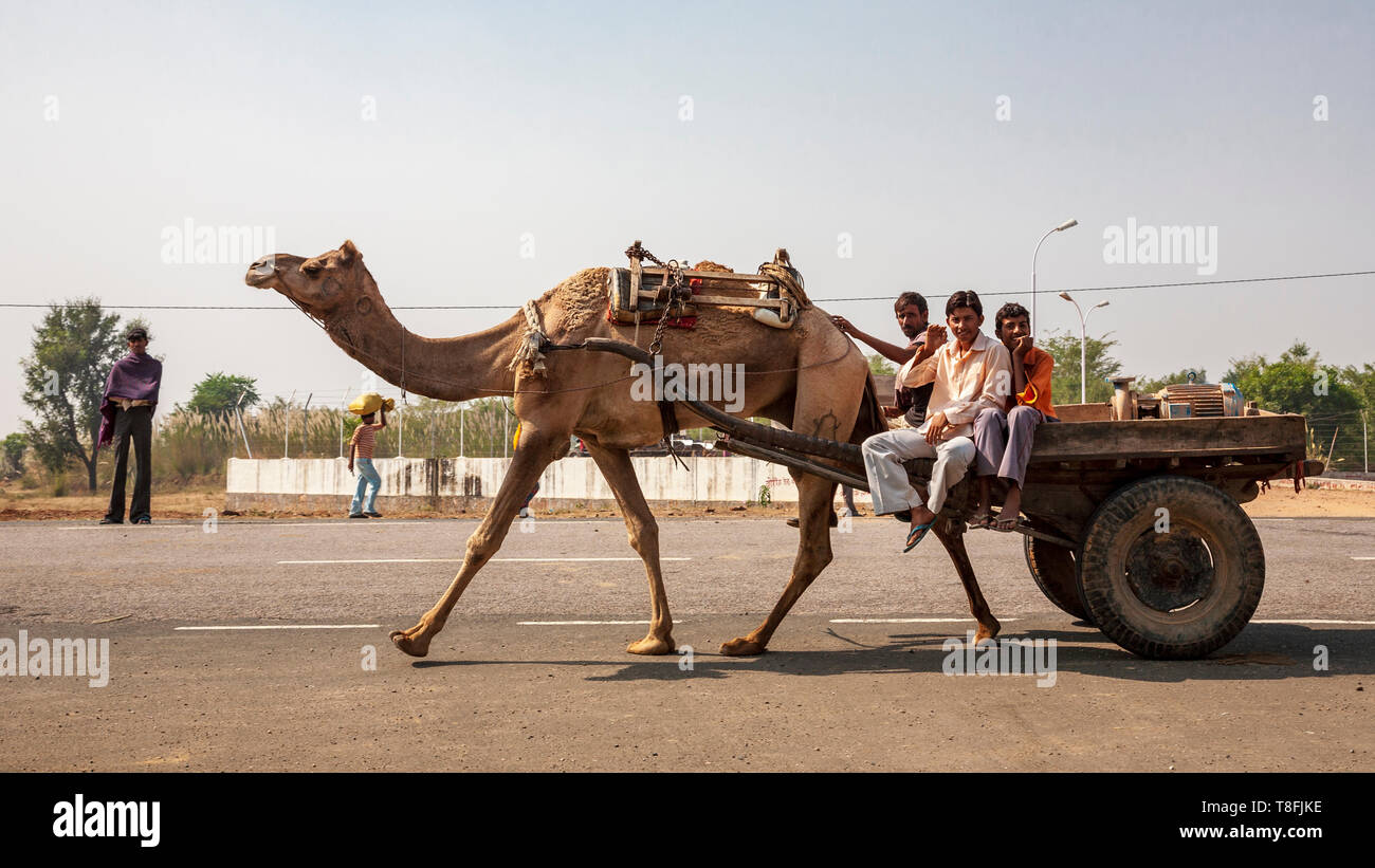 Indian camel hi-res stock photography and images - Alamy