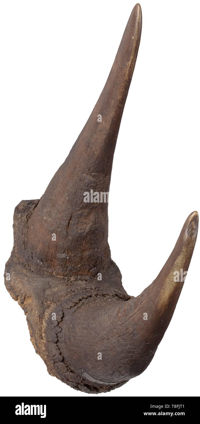 Curvature of horns hi-res stock photography and images - Alamy