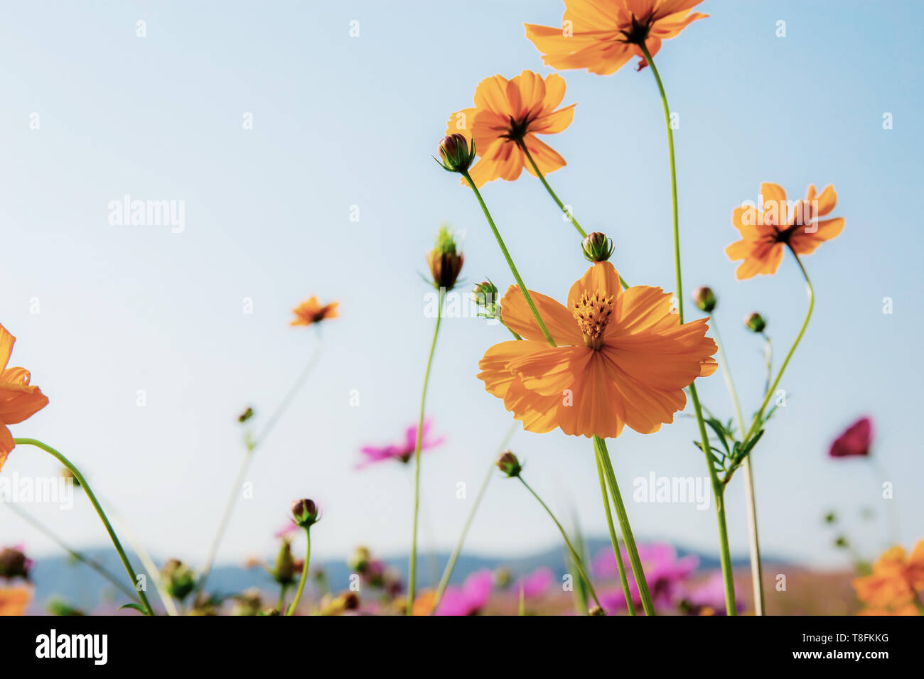 Orange cosmos in park with the sky background Stock Photo - Alamy