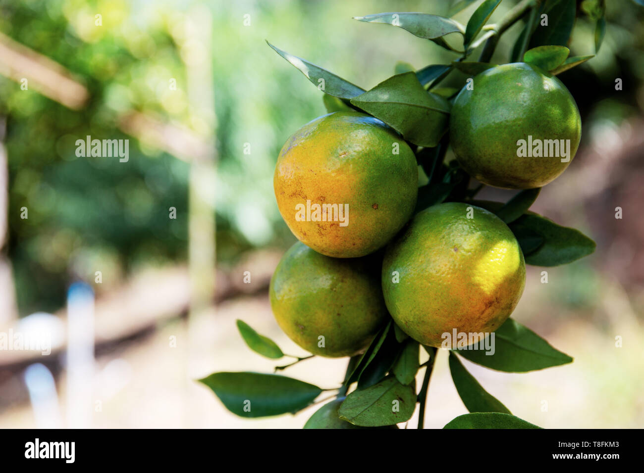 Orange on tree with the sunlight in farm Stock Photo - Alamy