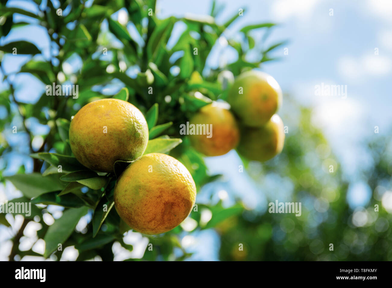 Orange on tree in farm with sunlight at sky Stock Photo - Alamy