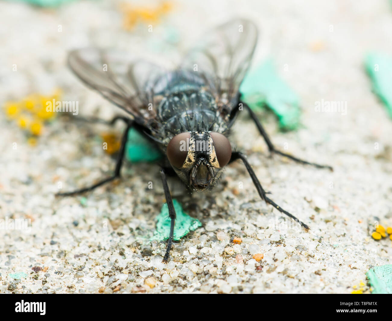 Diptera Meat Fly Insect On Rock Wall Stock Photo - Alamy