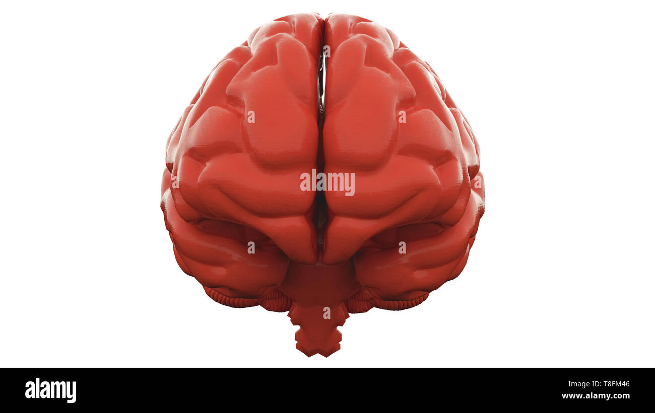 Orange Human brain on white background. Anatomical Model, 3d ...