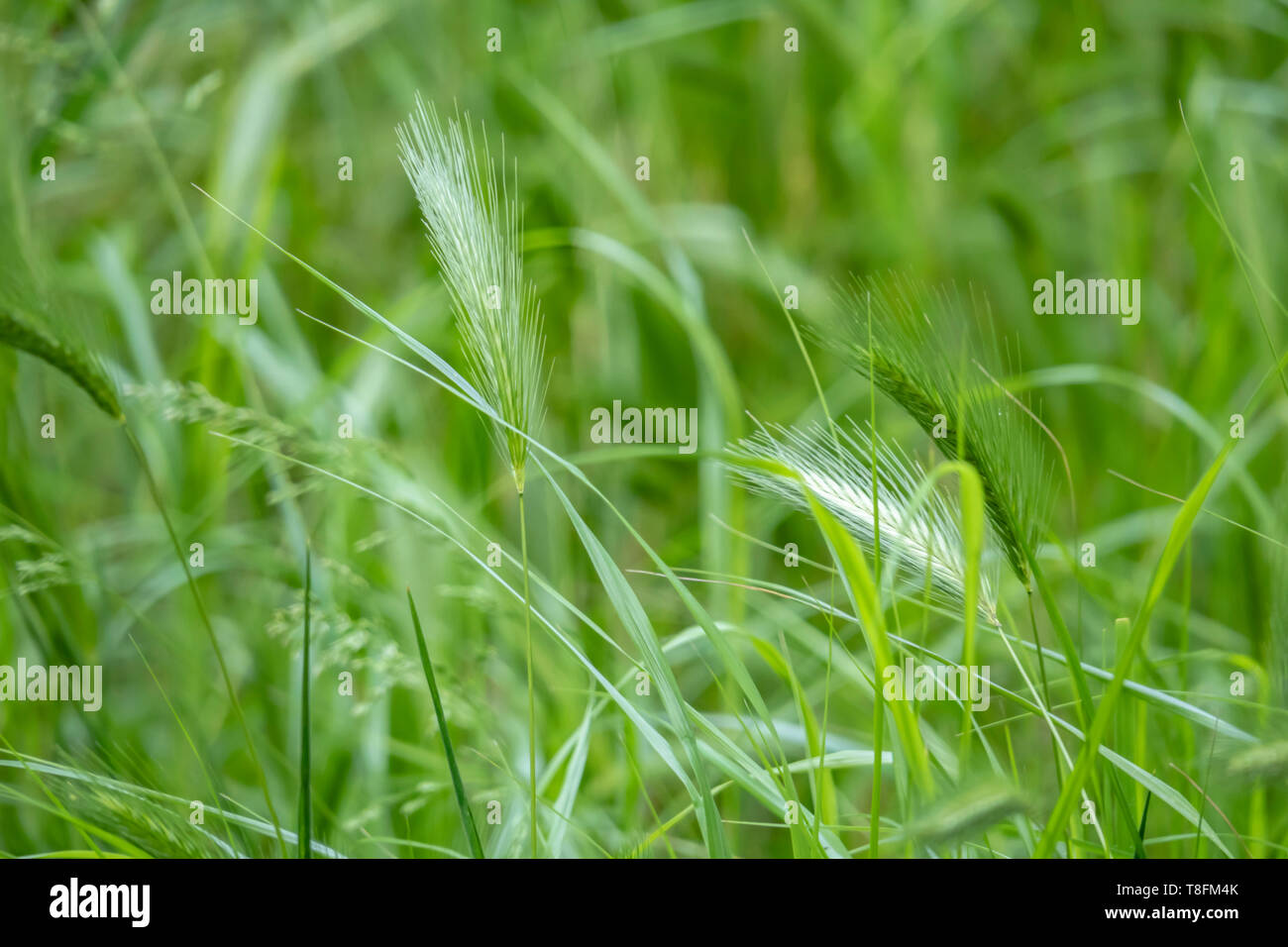 Foxtail barley plants hi-res stock photography and images - Alamy
