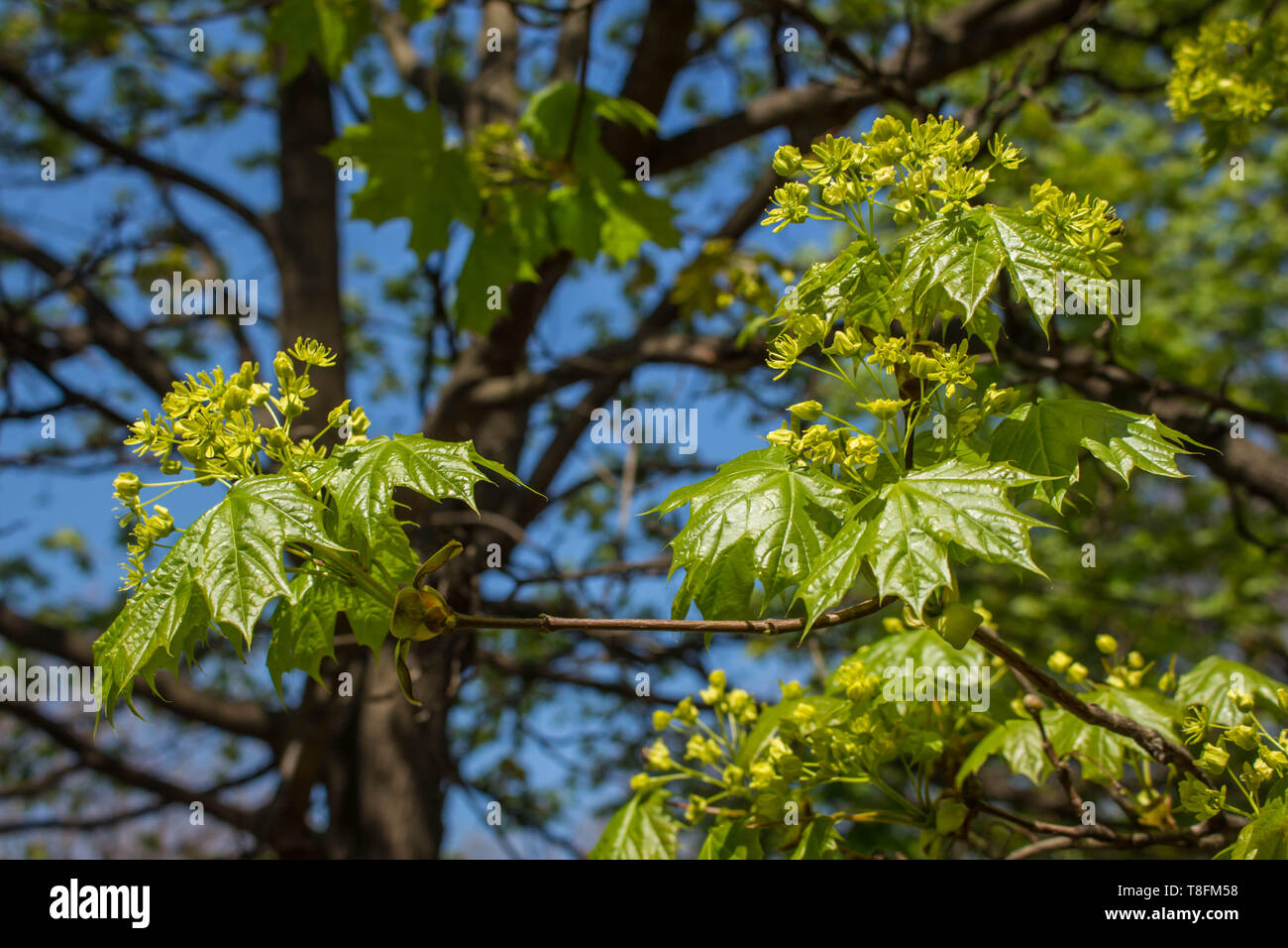 Yellow flowers of Norway maple / Acer platanoides Stock Photo - Alamy
