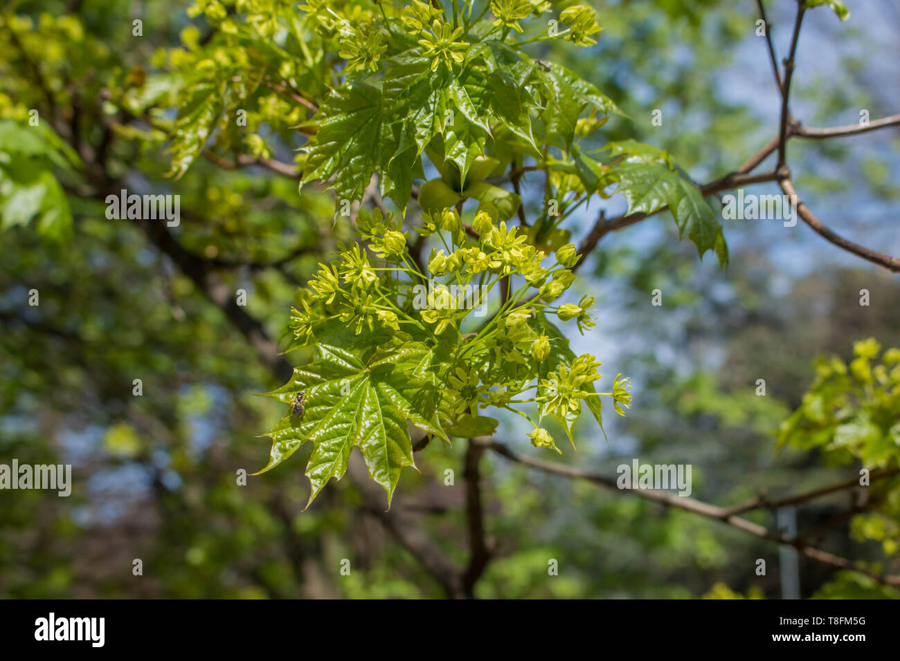 Yellow flowers of Norway maple / Acer platanoides Stock Photo - Alamy