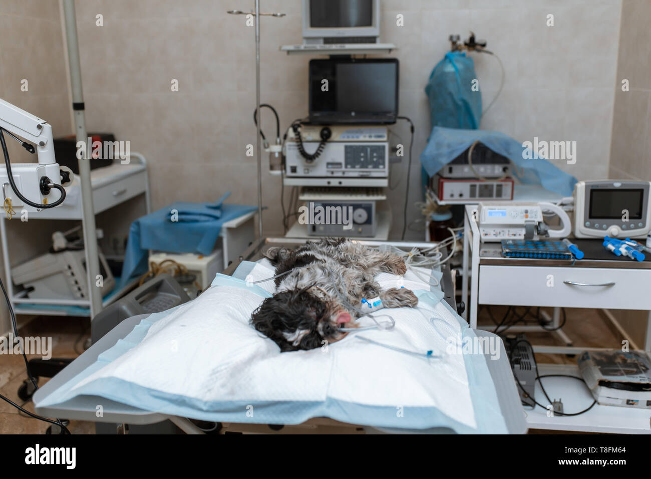 Sterile operating room in a veterinary clinic. Preparing for the ...