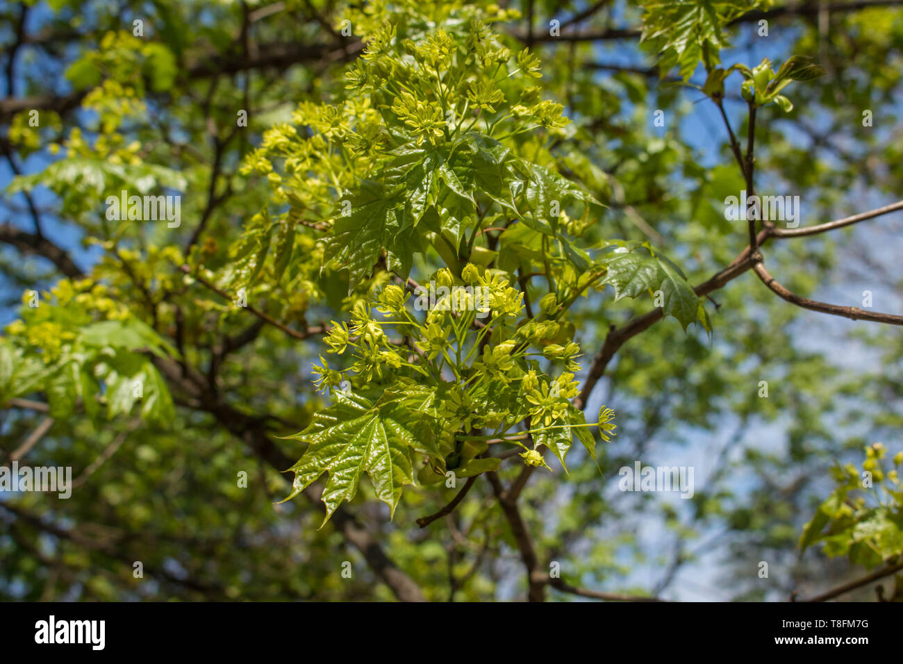 Yellow flowers of Norway maple / Acer platanoides Stock Photo - Alamy