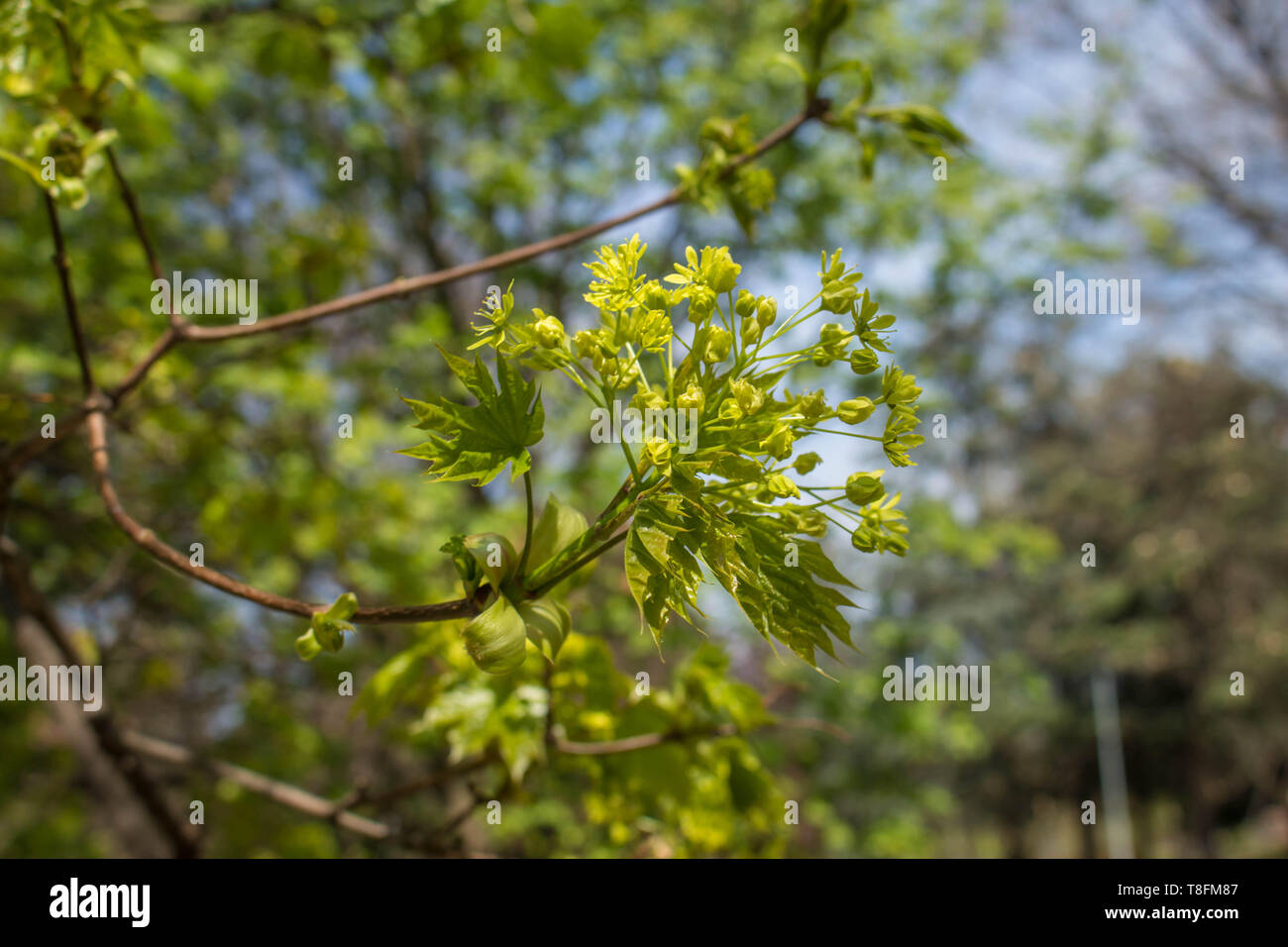 Yellow flowers of Norway maple / Acer platanoides Stock Photo - Alamy