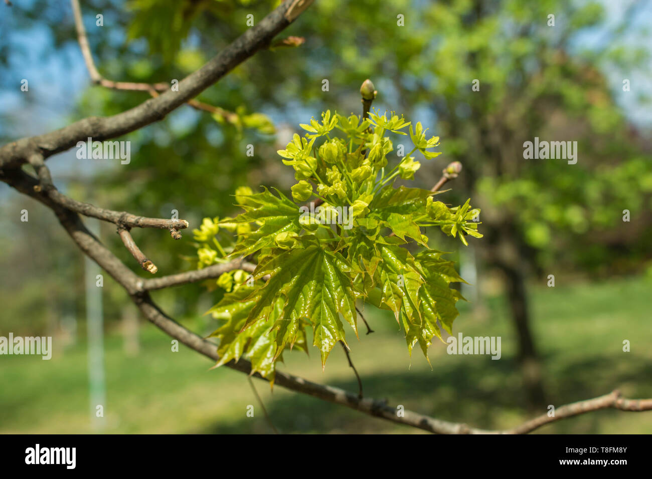 Yellow flowers of Norway maple / Acer platanoides Stock Photo - Alamy