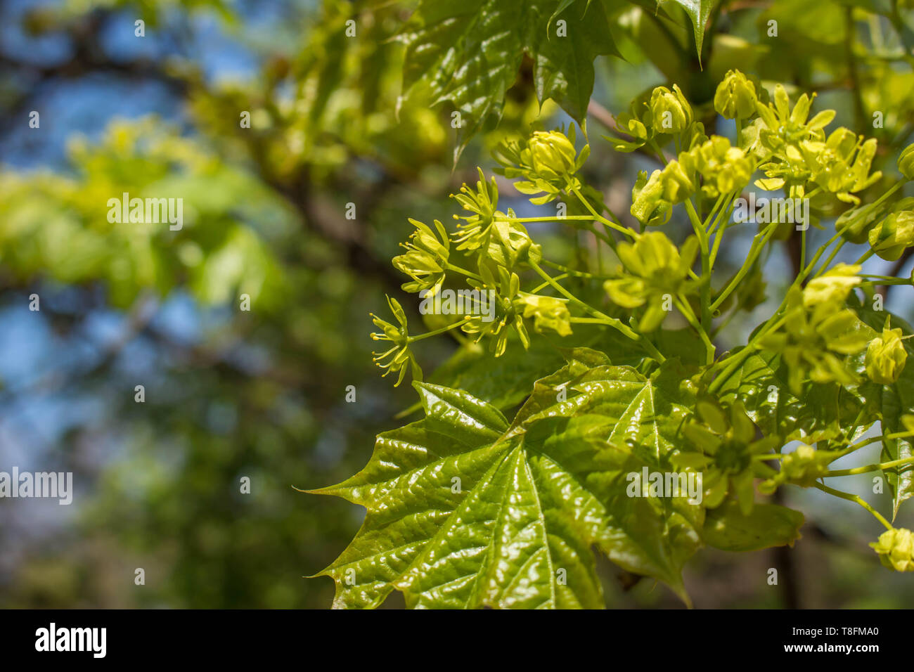 Yellow flowers of Norway maple / Acer platanoides Stock Photo - Alamy