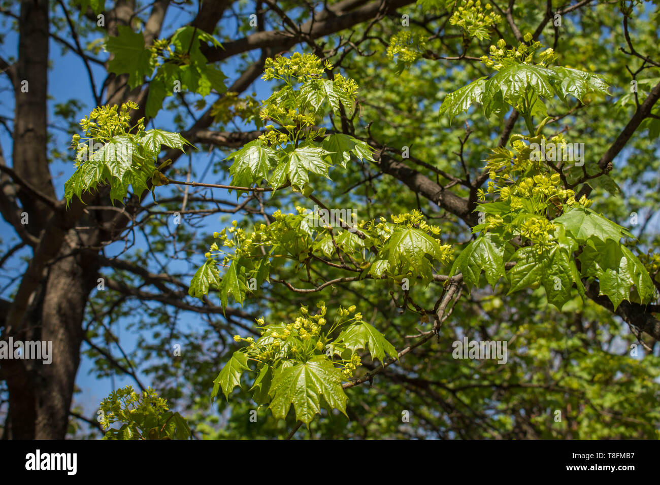 Yellow flowers of Norway maple / Acer platanoides Stock Photo - Alamy