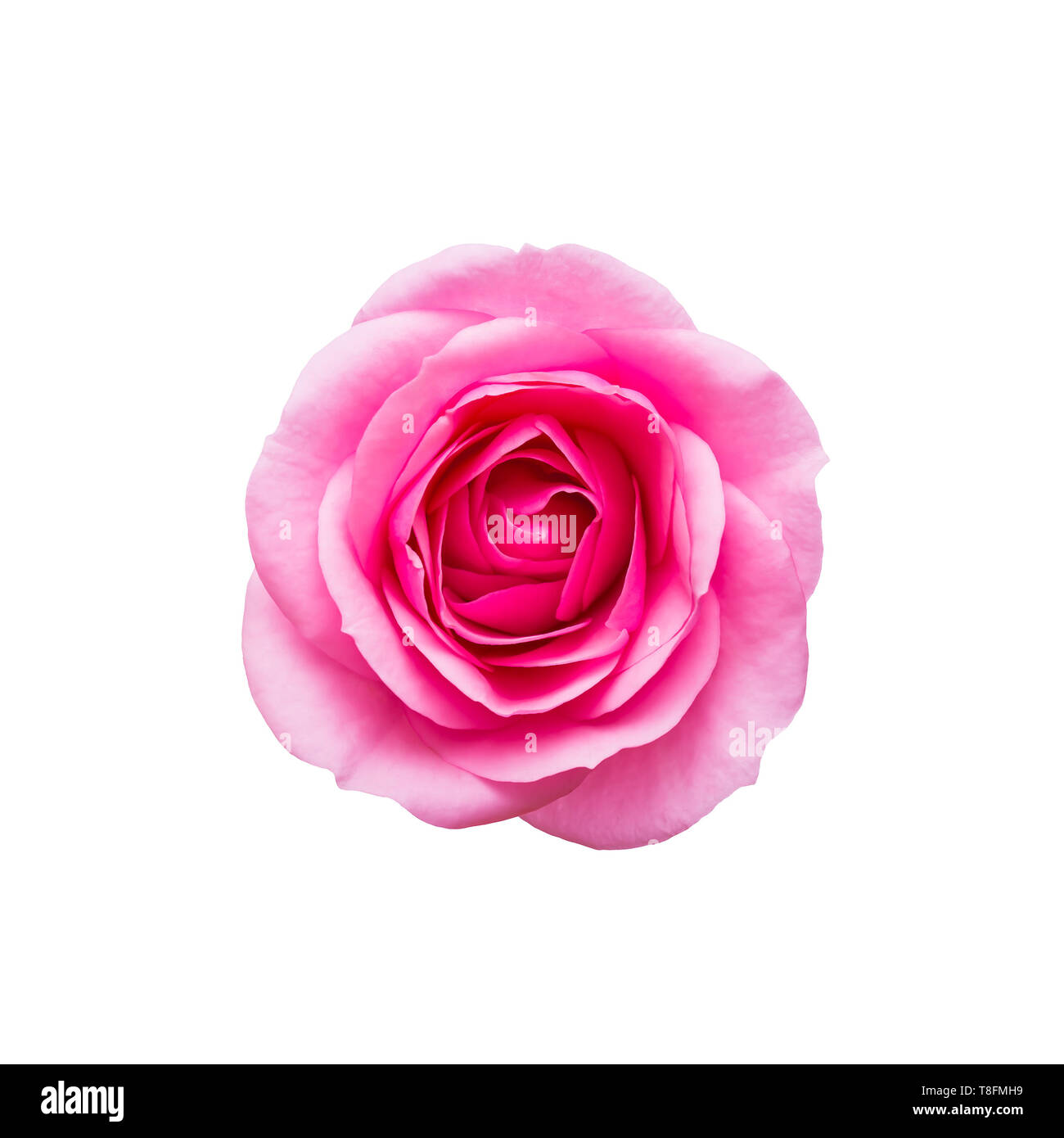 Beautiful Rose Flower Bud Isolated on White Background Stock Photo - Alamy