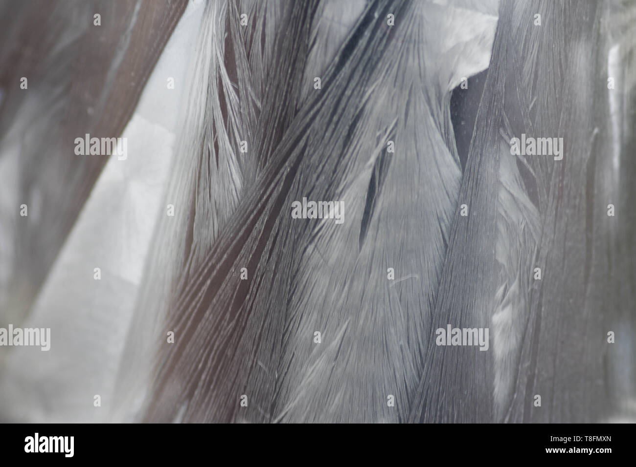 Gray color frosted glass texture hi-res stock photography and images ...