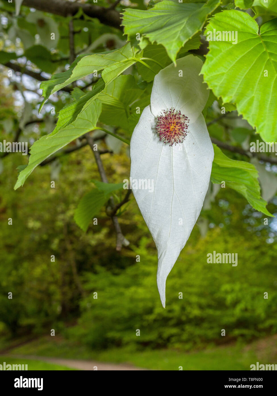 Davidia tree hi-res stock photography and images - Alamy