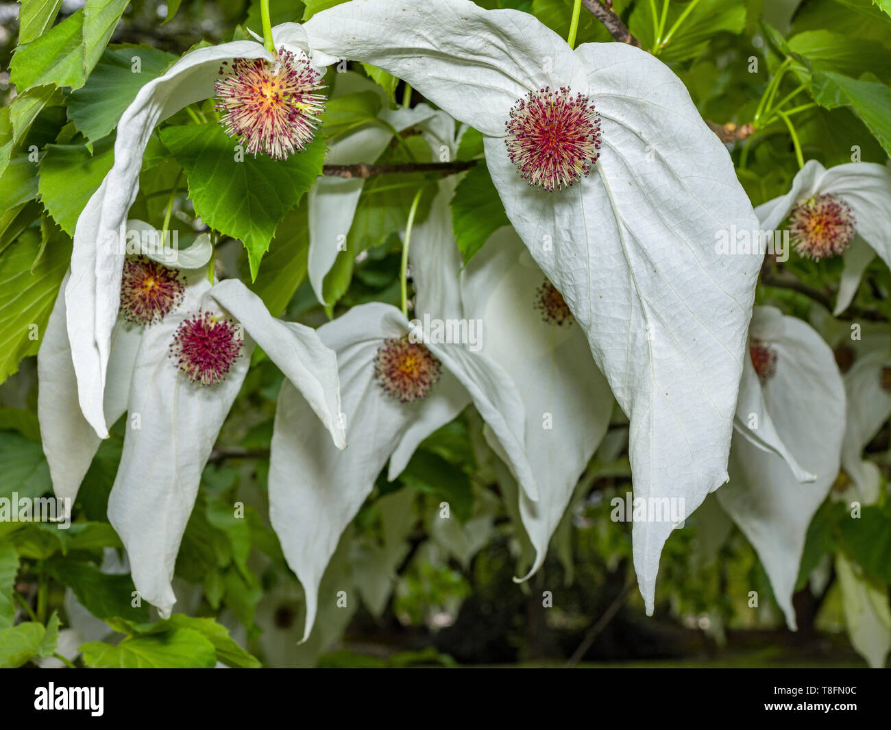 Flowering Davidia tree flowers Stock Photo - Alamy