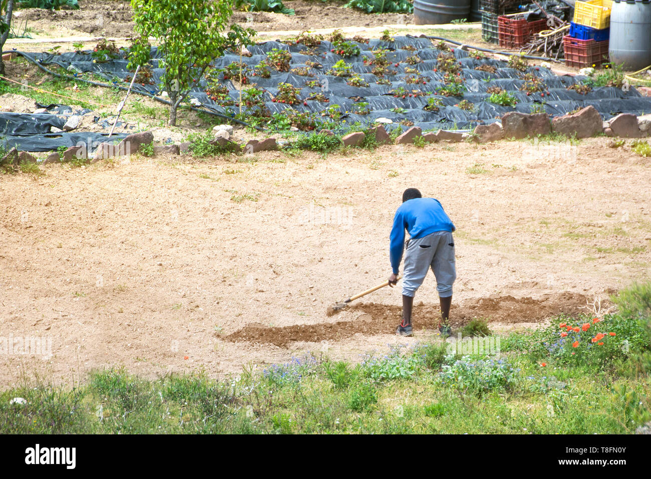 African black man working in a subsistence farming cultive. Empty copy ...