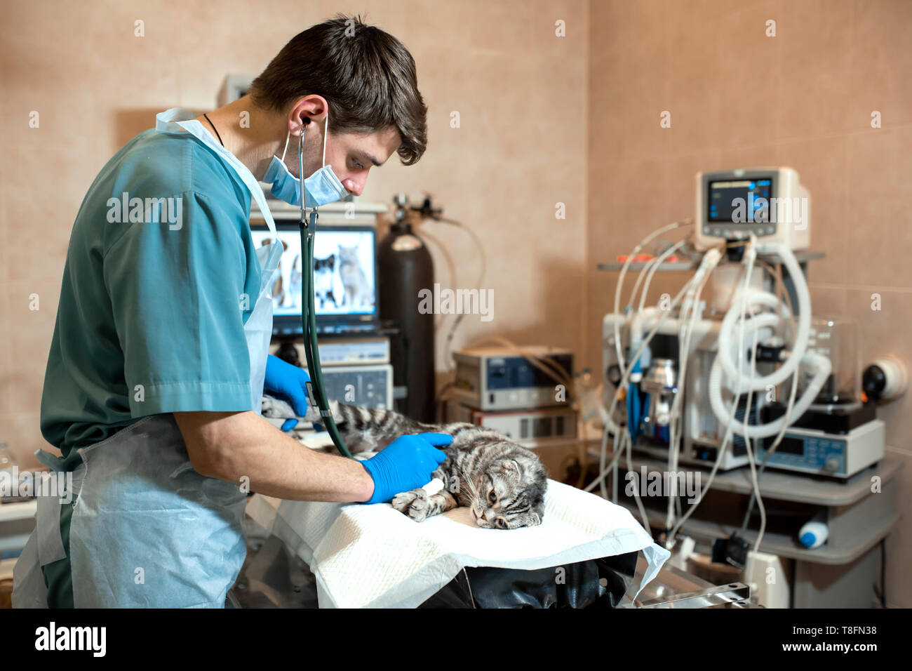 anesthesiologist prepares a cat for surgery. Checks if anesthesia ...