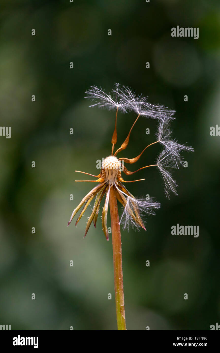 beautiful butterfly fidding on nectar Stock Photo - Alamy