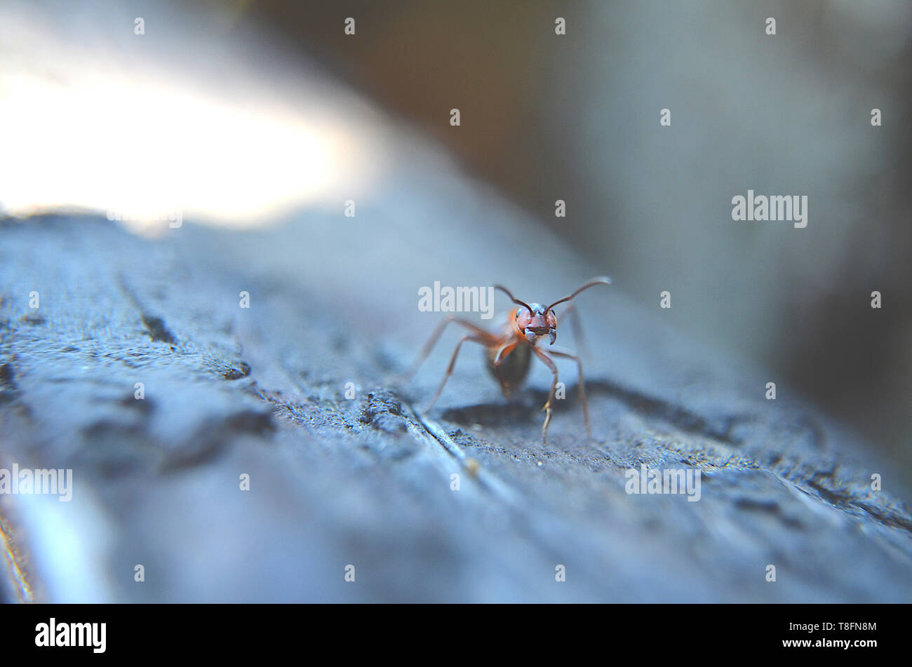 Ant closeup hi-res stock photography and images - Alamy