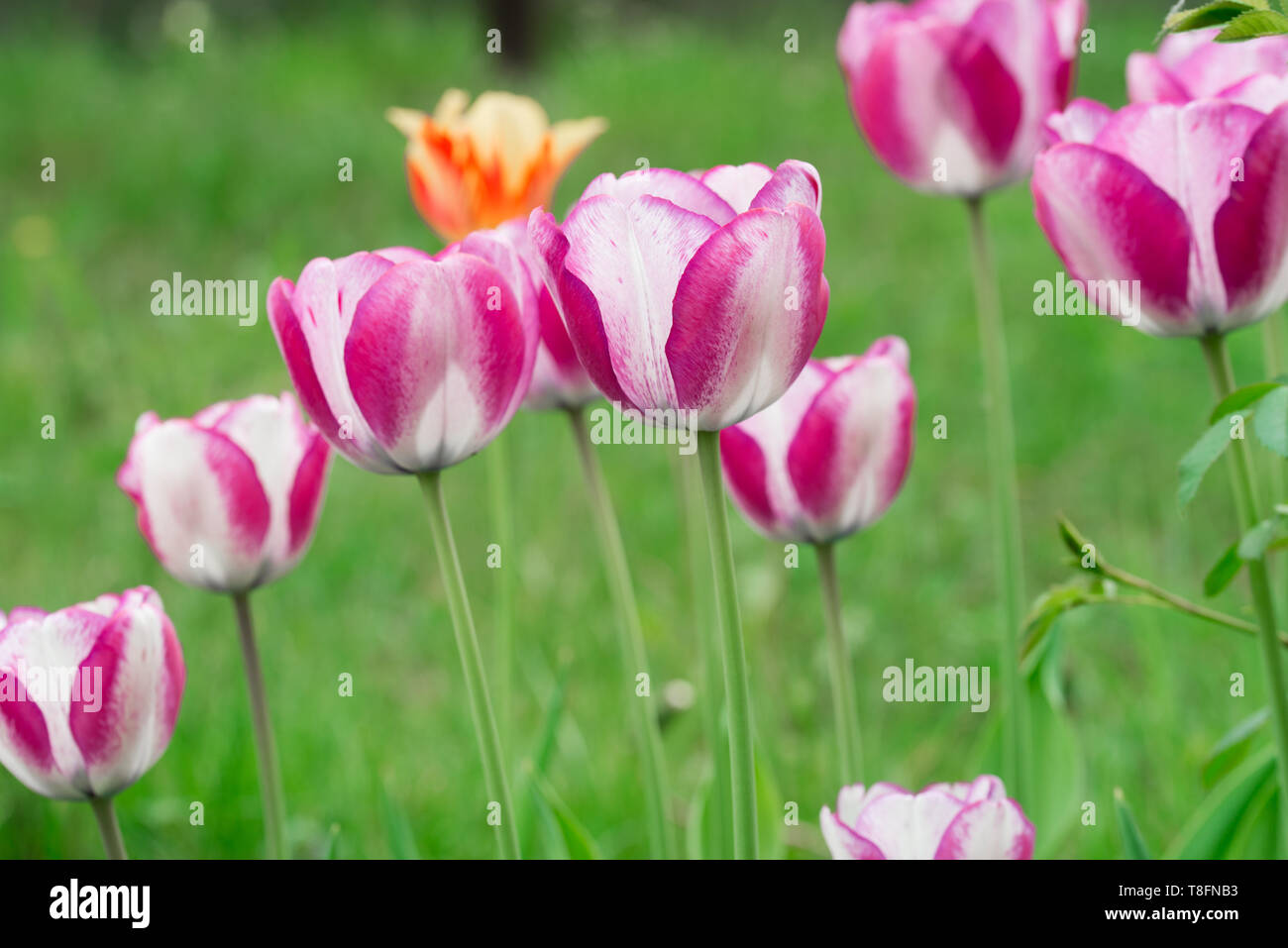 pink and white tulips in garden closeup Stock Photo - Alamy