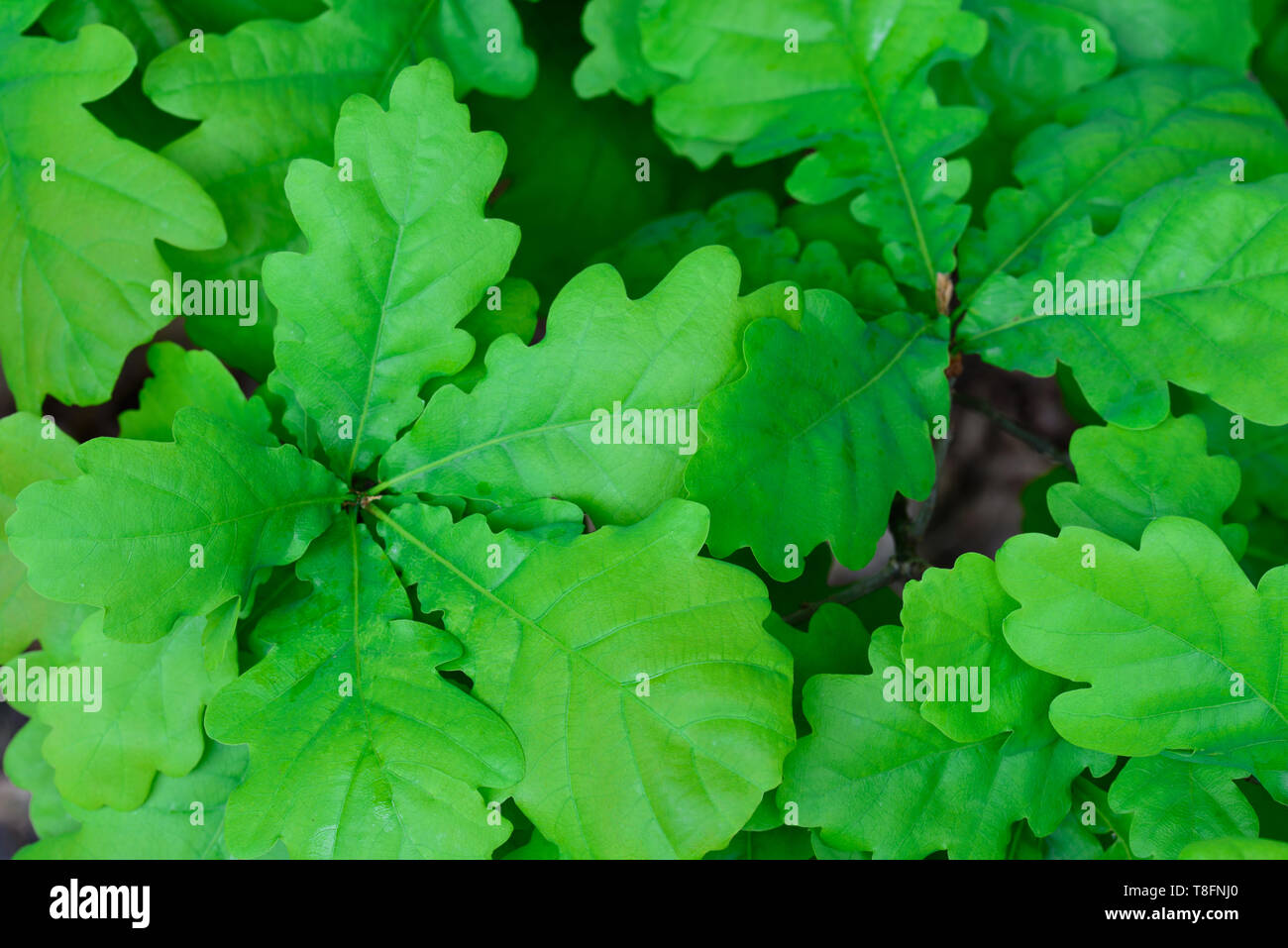 Lush green oak leaves hi-res stock photography and images - Alamy