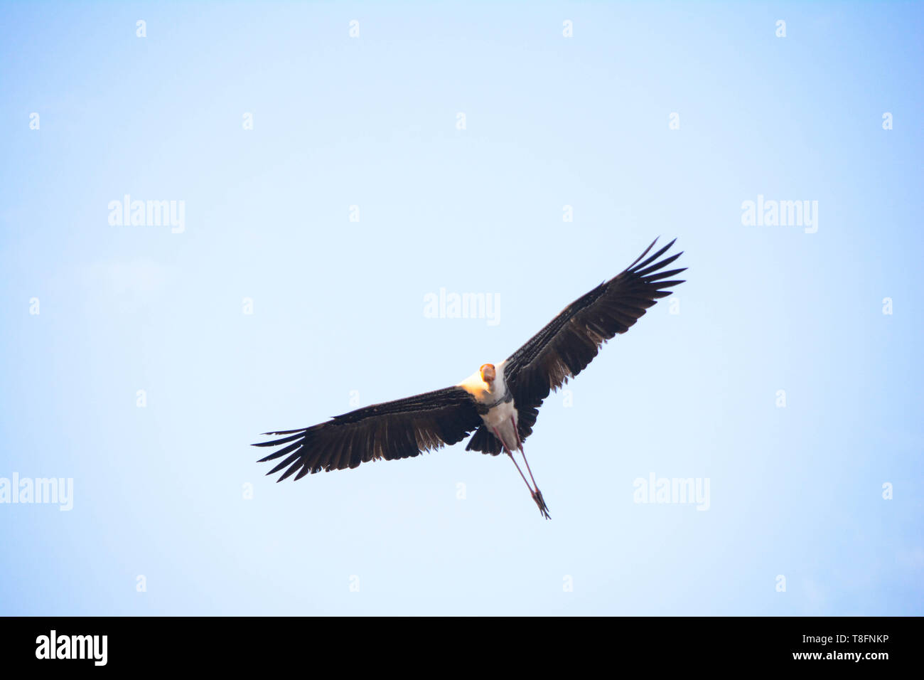 Painted Stork Flying High In The Sky Stock Photo - Alamy
