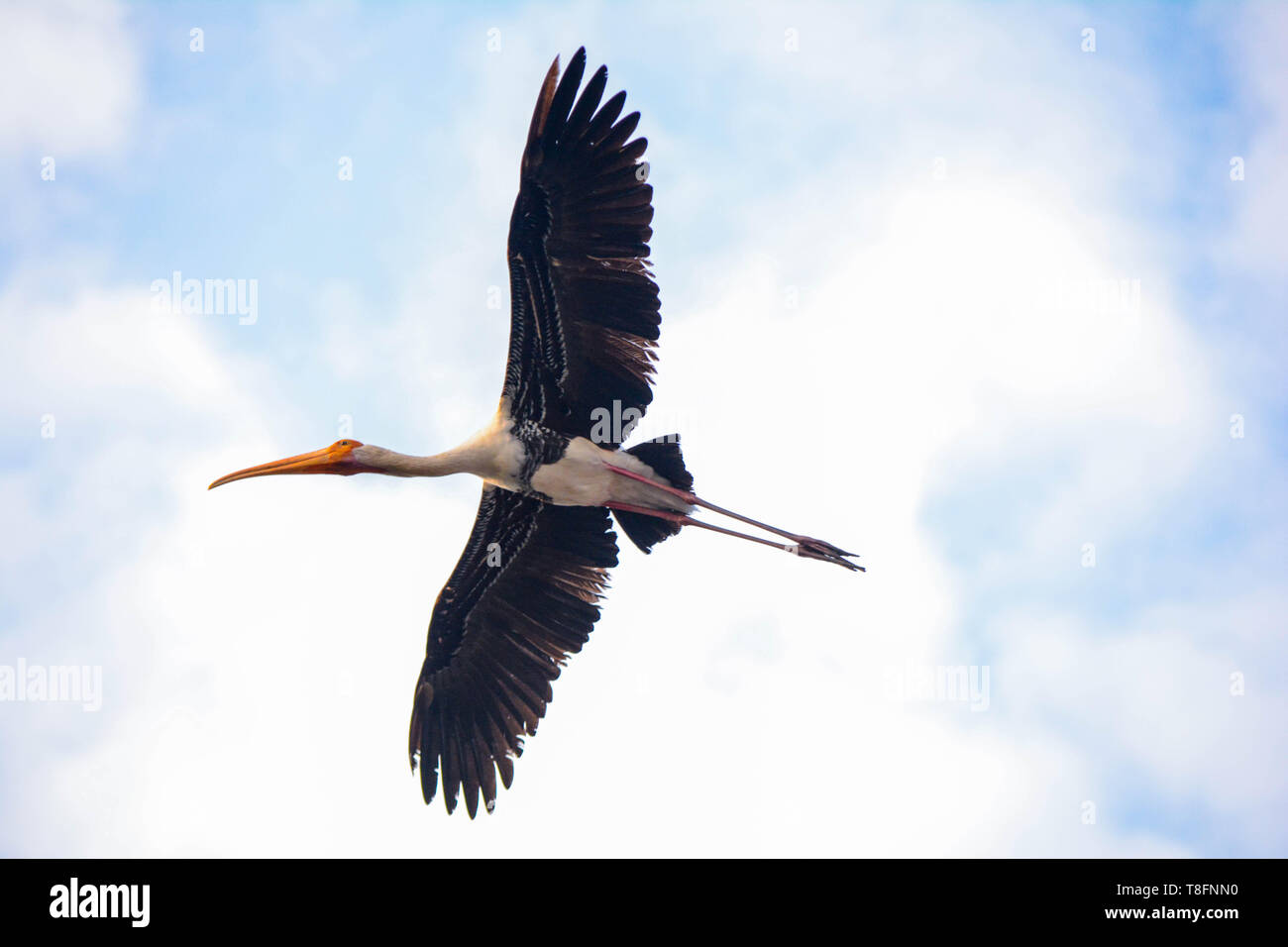 Flying Painted Stork High Resolution Stock Photography and Images - Alamy