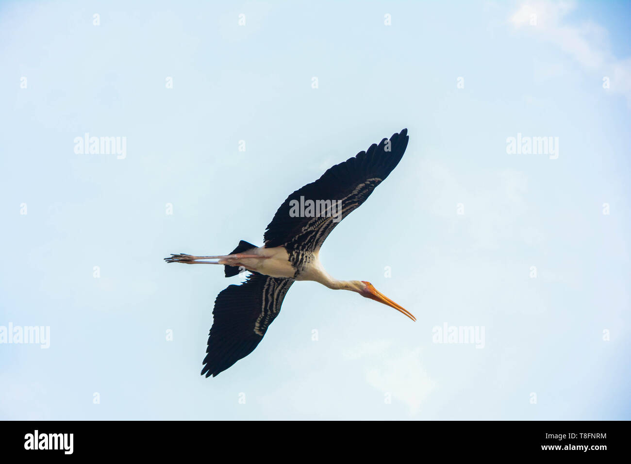 Painted Stork Flying High In The Sky Stock Photo - Alamy