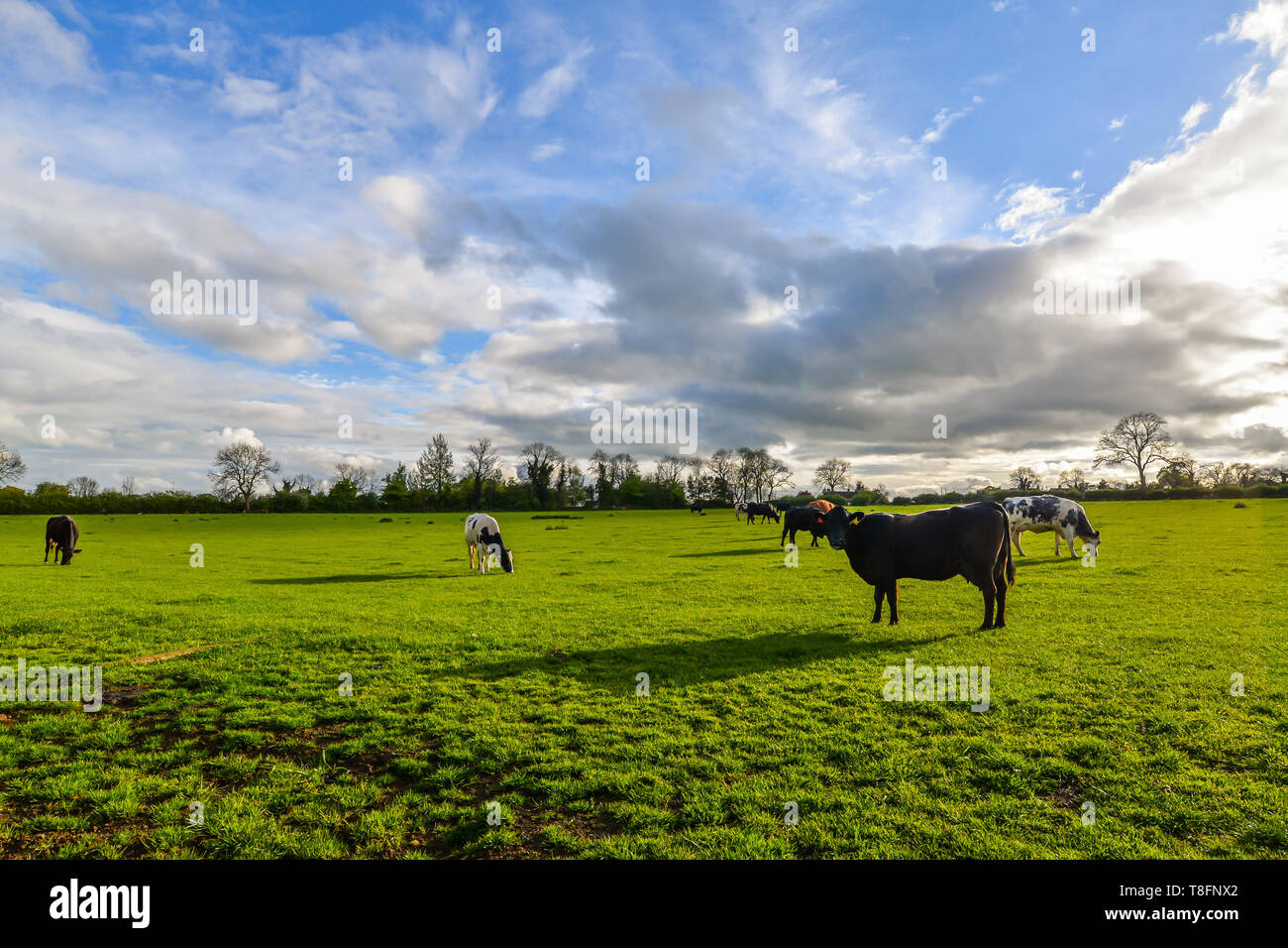 Many cows in a field in spring - Northamptonshire, UK Stock Photo - Alamy