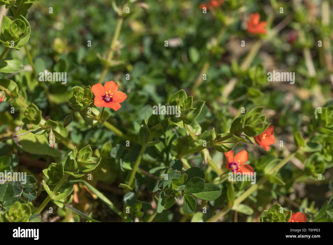 Scarlet flowers of Scarlet Pimpernel / Anagallis arvensis in a sunny ...