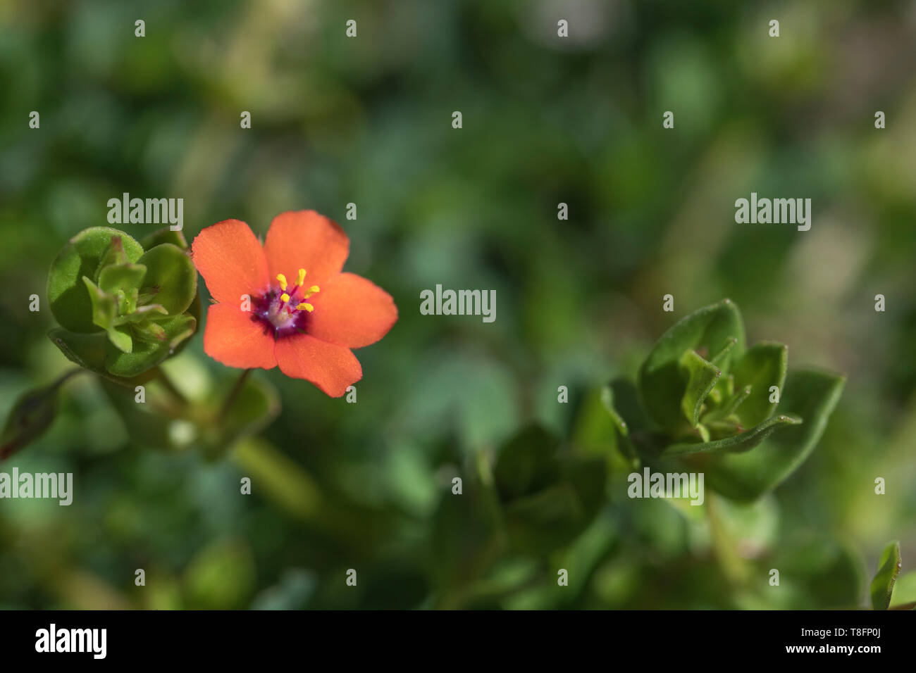 Scarlet flower of Scarlet Pimpernel / Anagallis arvensis in a sunny ...