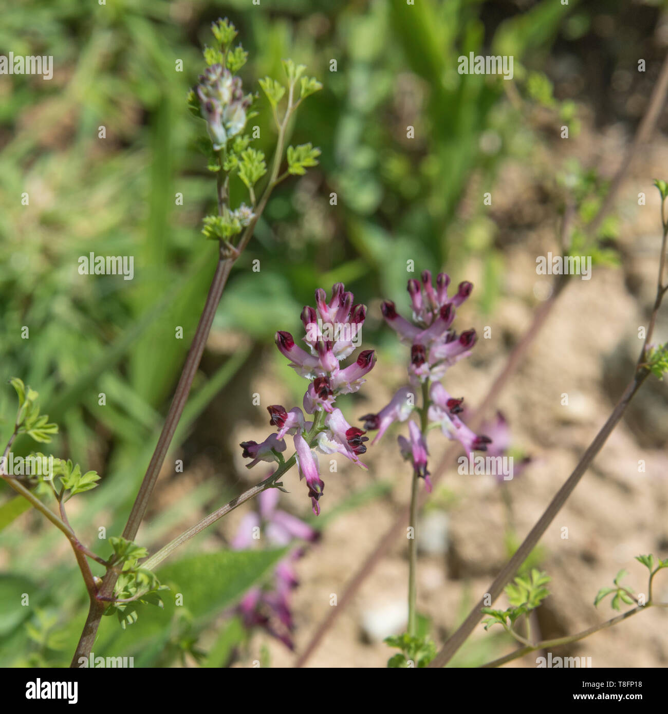 Terre arable hi-res stock photography and images - Alamy