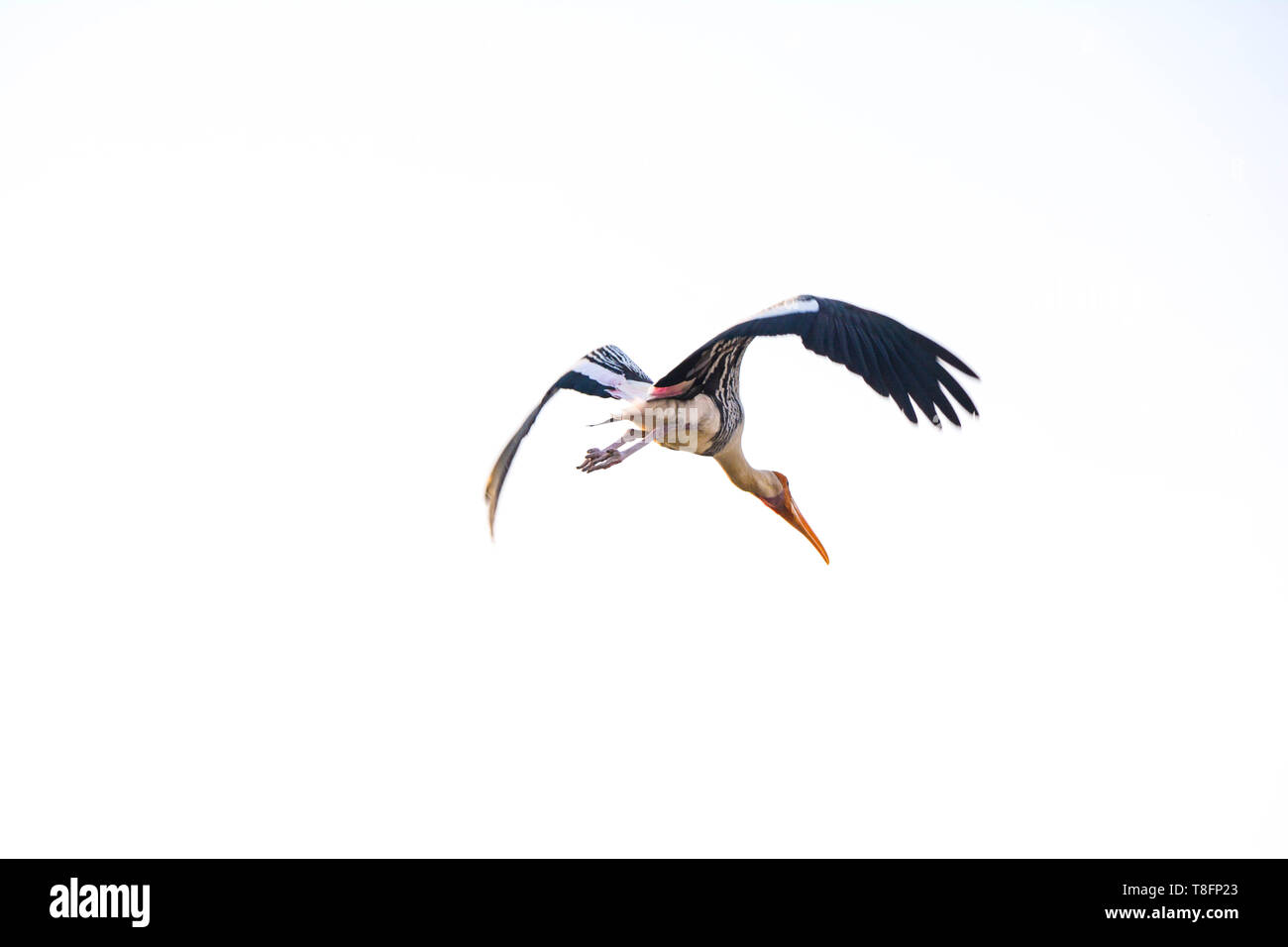 Flying painted stork hi-res stock photography and images - Alamy