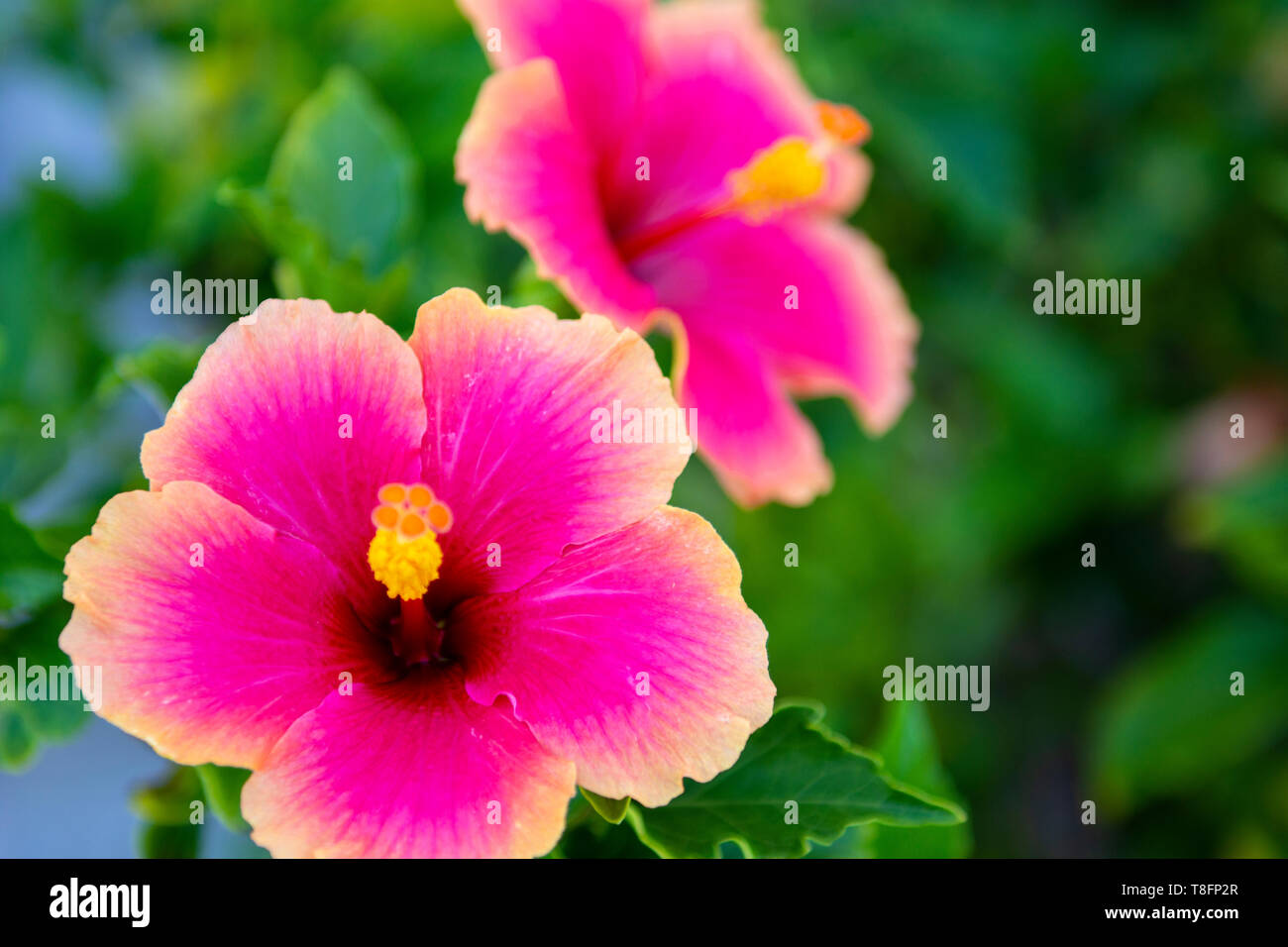 Purple in colour color hi-res stock photography and images - Alamy