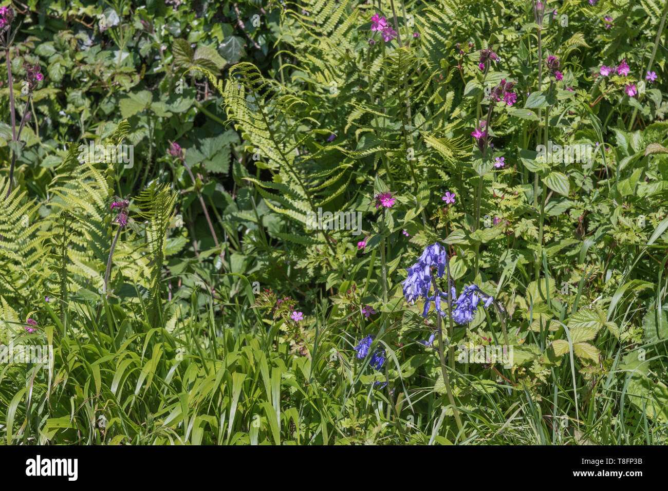 Late springtime patch of wild flowers in a Cornish hedgerow Stock Photo ...