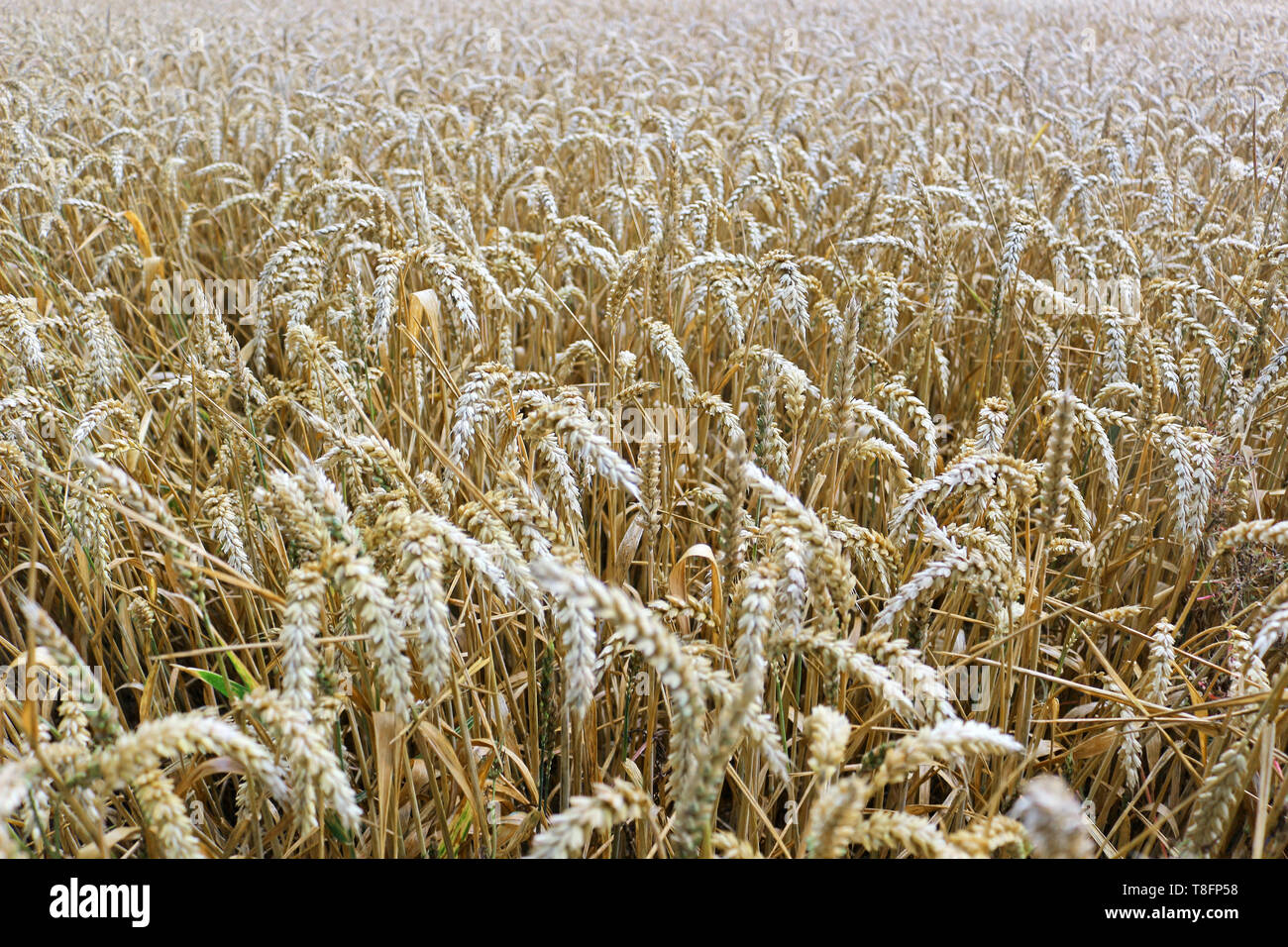 Crop texture hi-res stock photography and images - Alamy