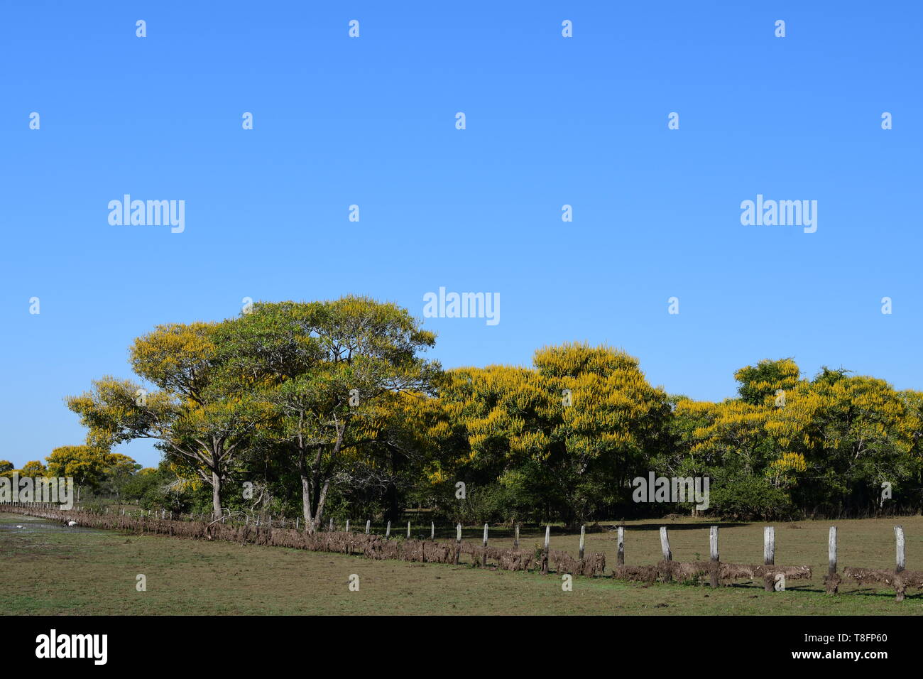 Cerrado brazil trees hi-res stock photography and images - Alamy