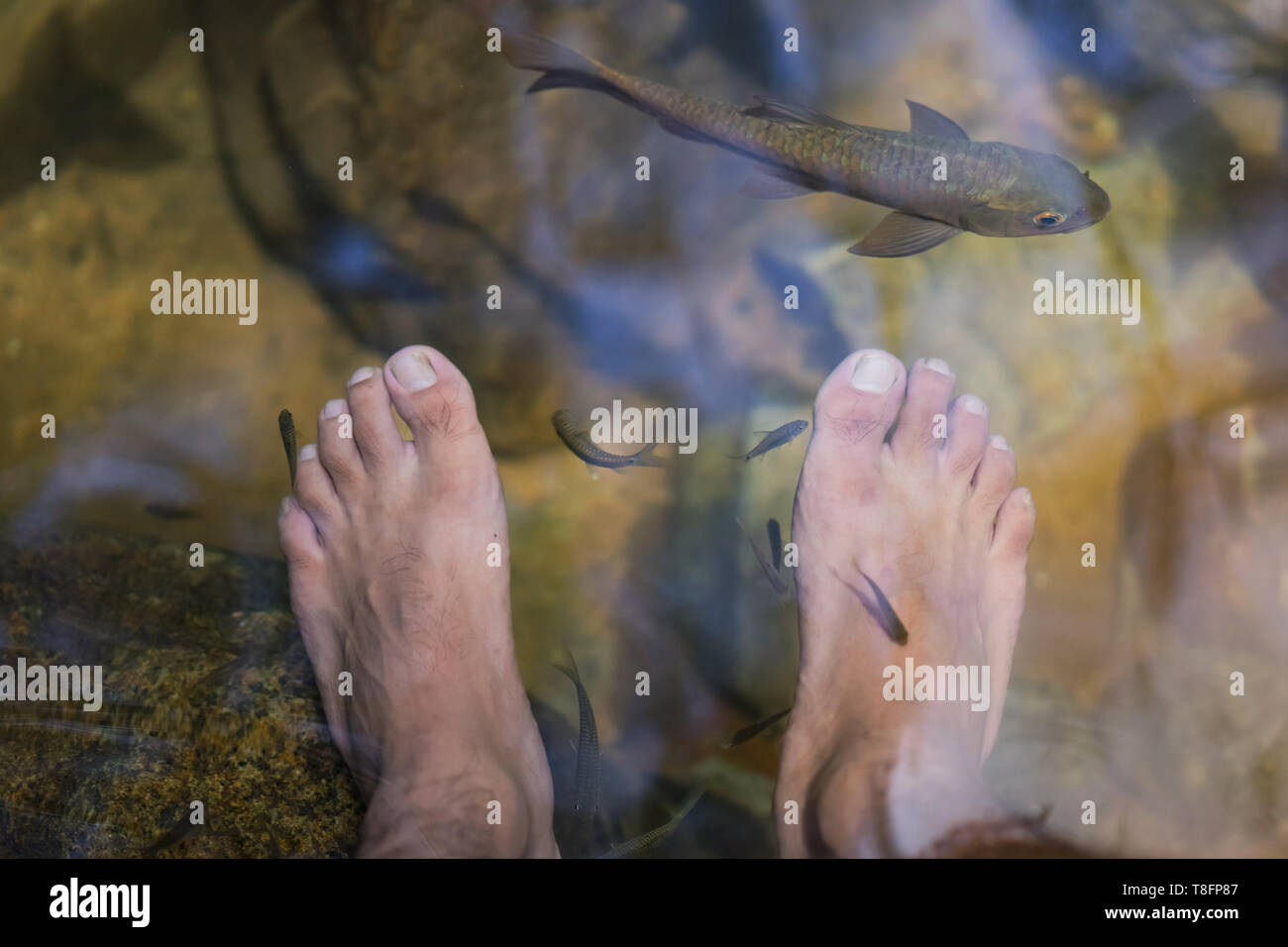 Antimony fish hi-res stock photography and images - Alamy