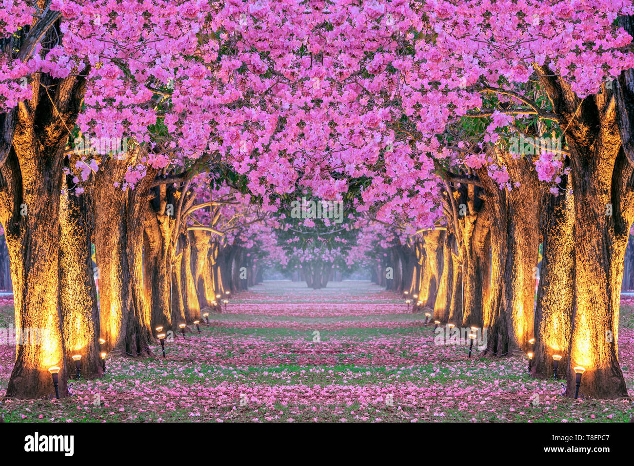 Pink Flowering Trees Identification