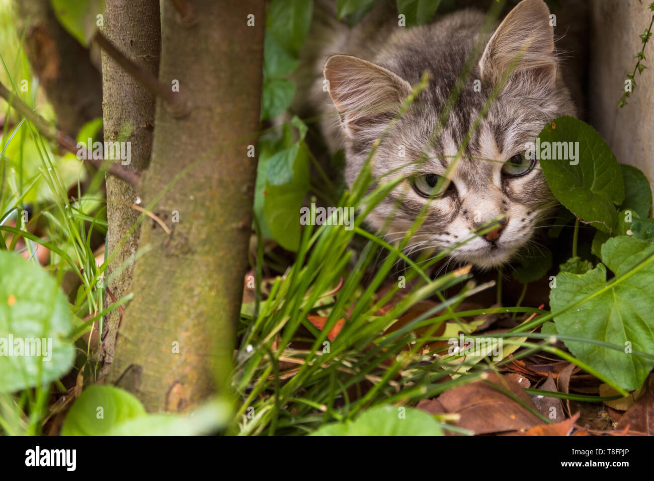 Beautiful cat with long hair outdoor in a garden, siberian purebred ...