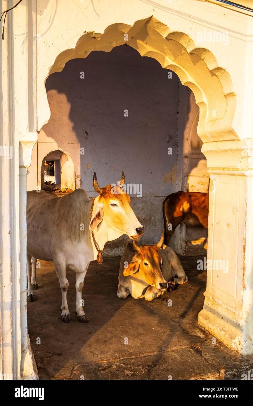 India, Rajasthan, Pushkar, holy city for Hindus Stock Photo - Alamy
