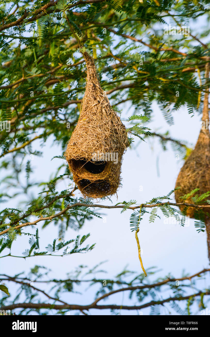 Birds Nest on the Tree Stock Photo - Alamy