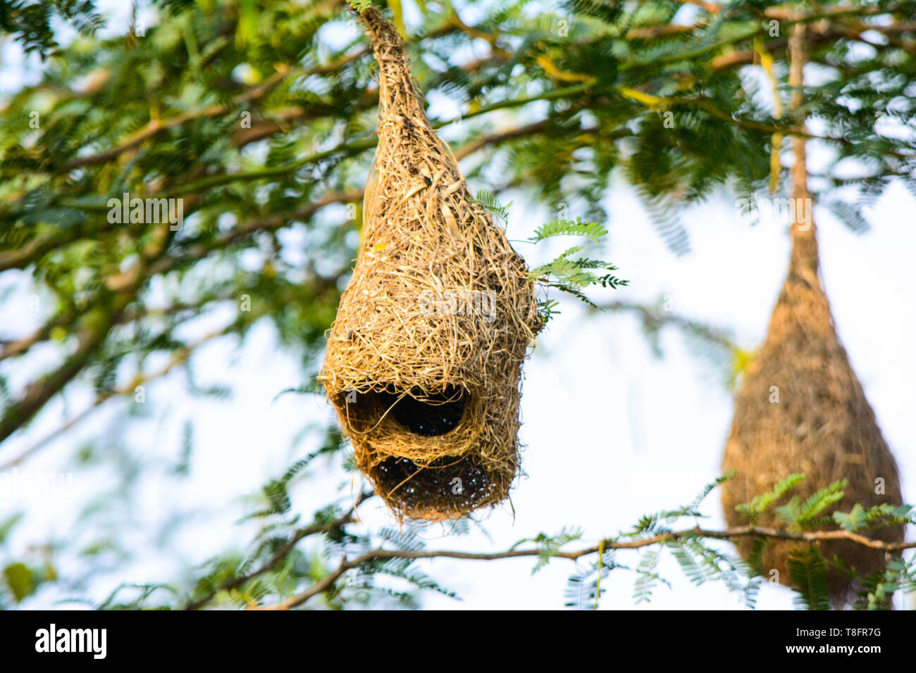 Birds Nest on the Tree Stock Photo - Alamy