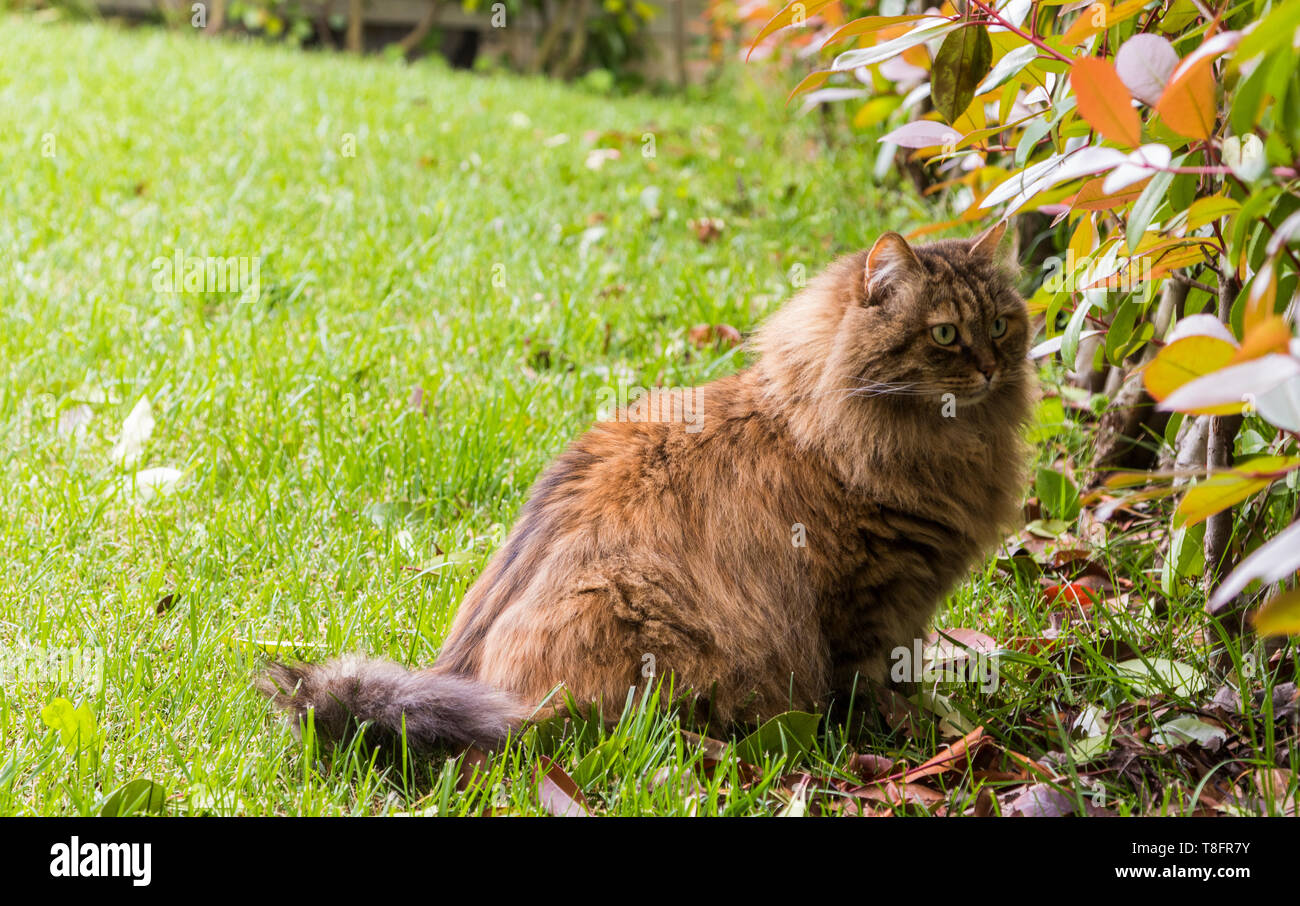 Beautiful cat with long hair outdoor in a garden, siberian purebred ...