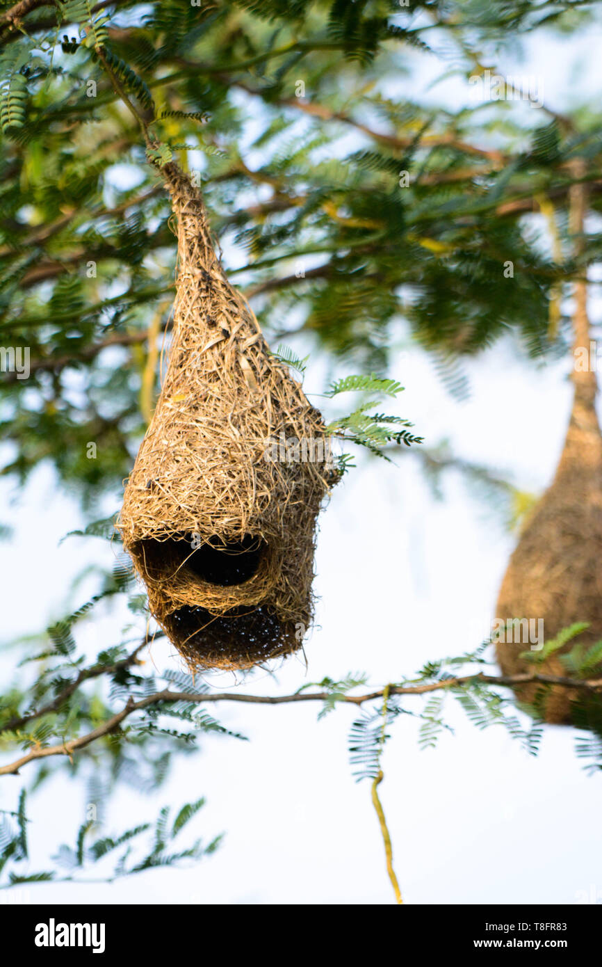 Birds Nest on the Tree Stock Photo - Alamy